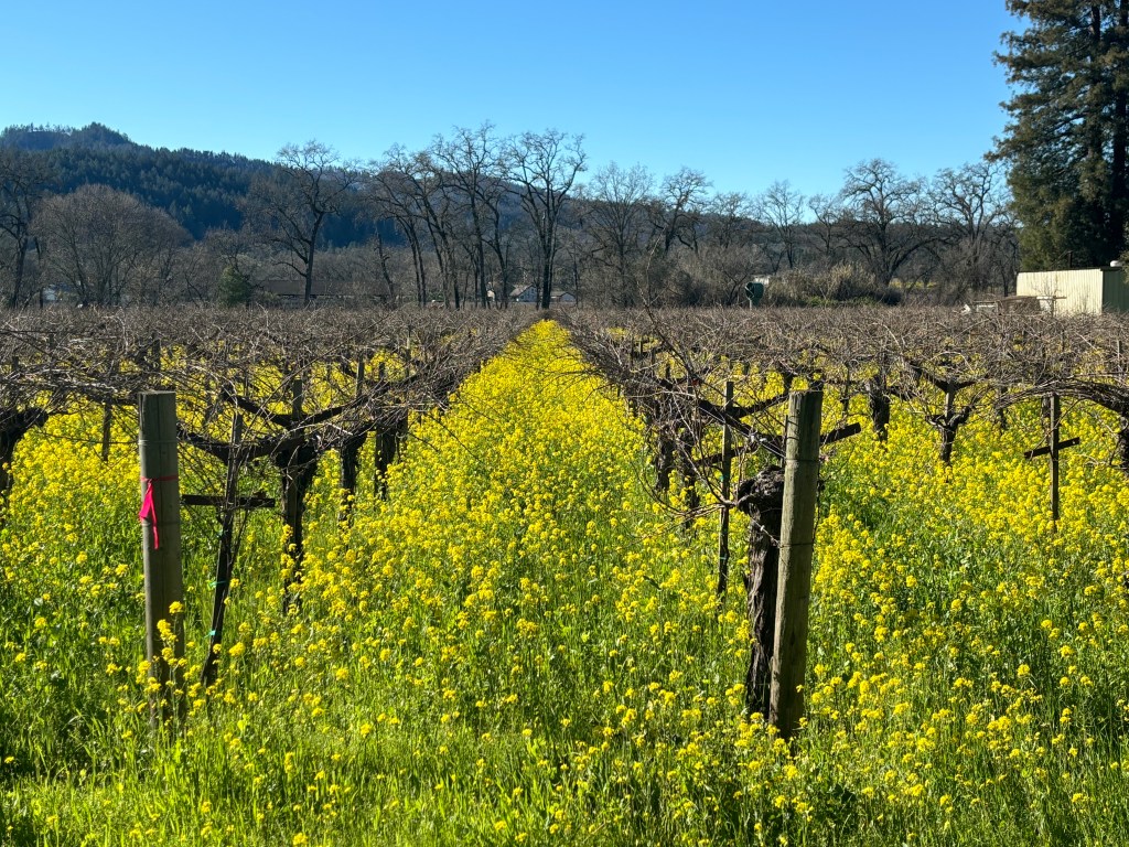 Napa Valley Mustard Season: Why it’s Great for Wine and Cycling - Vine ...